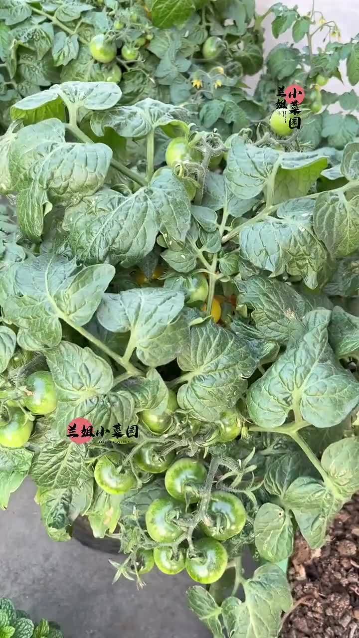 矮生番茄不用搭架不用授粉,小花盆种上一颗结果一大串种植小技巧