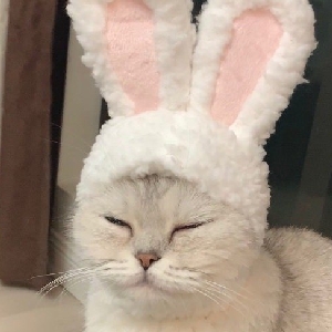 真叶见希 