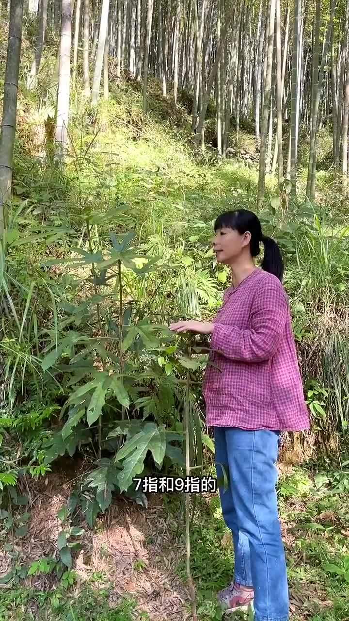回复 五指毛桃加野生土茯苓被称为大山里的...