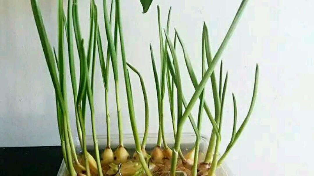 水培大蒜原来这么简单,看一遍就能学会,再也不用买着吃