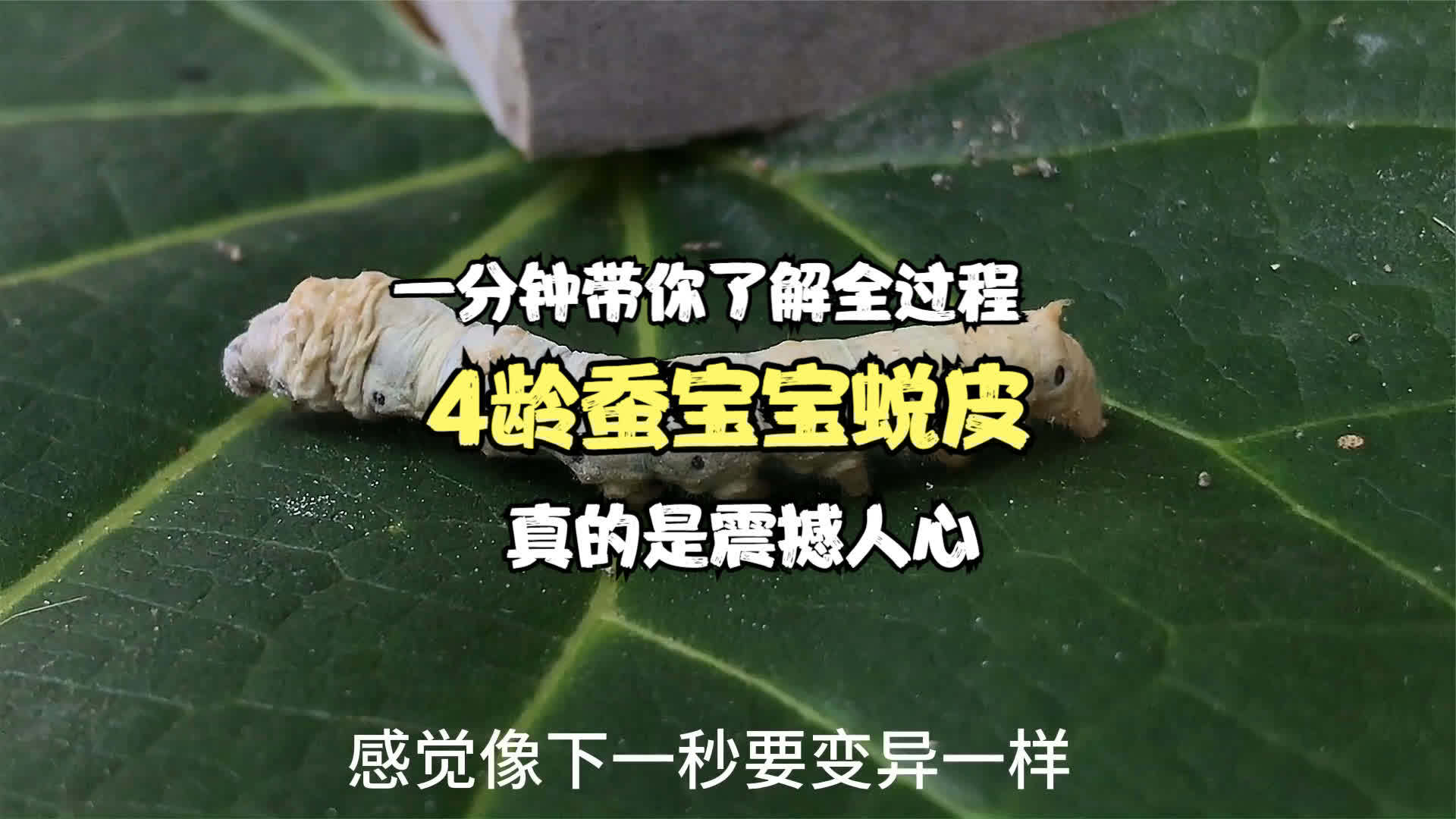4龄蚕蜕皮全过程,真的是震撼人心呀 蚕 蚕宝宝 桑蚕新农人 乡村守护人 ...