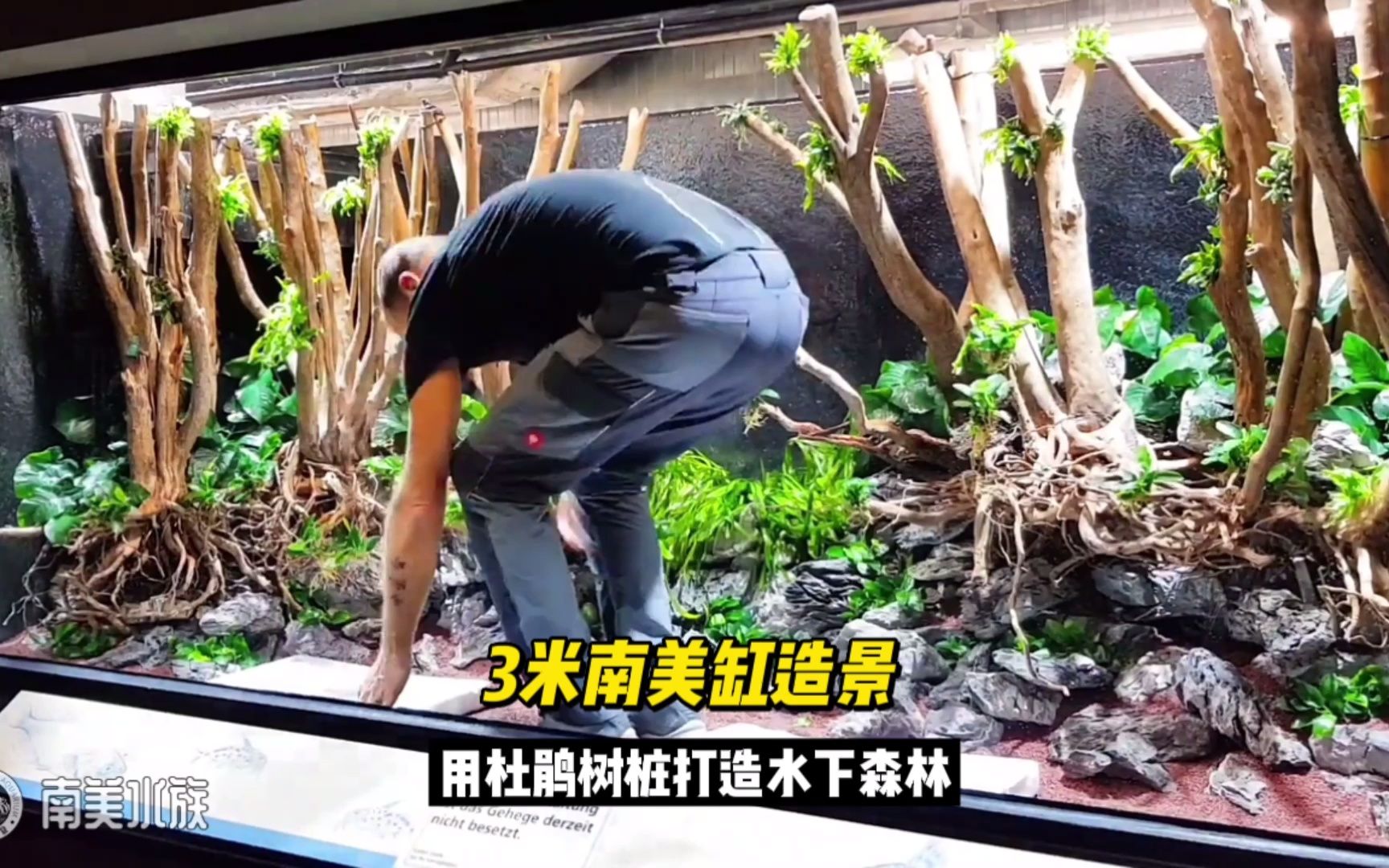 3米南美缸造景,杜鹃树桩打造水下森林