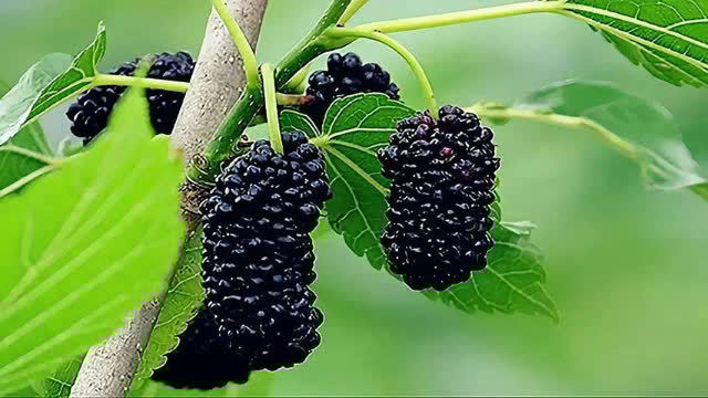 用桑葚泡酒喝,可以补肾、提升阳气?营养家:不要浪费了