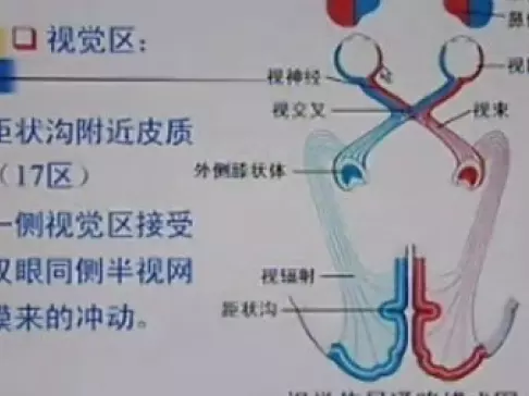 41、第十七章 中枢神经系统 (7)