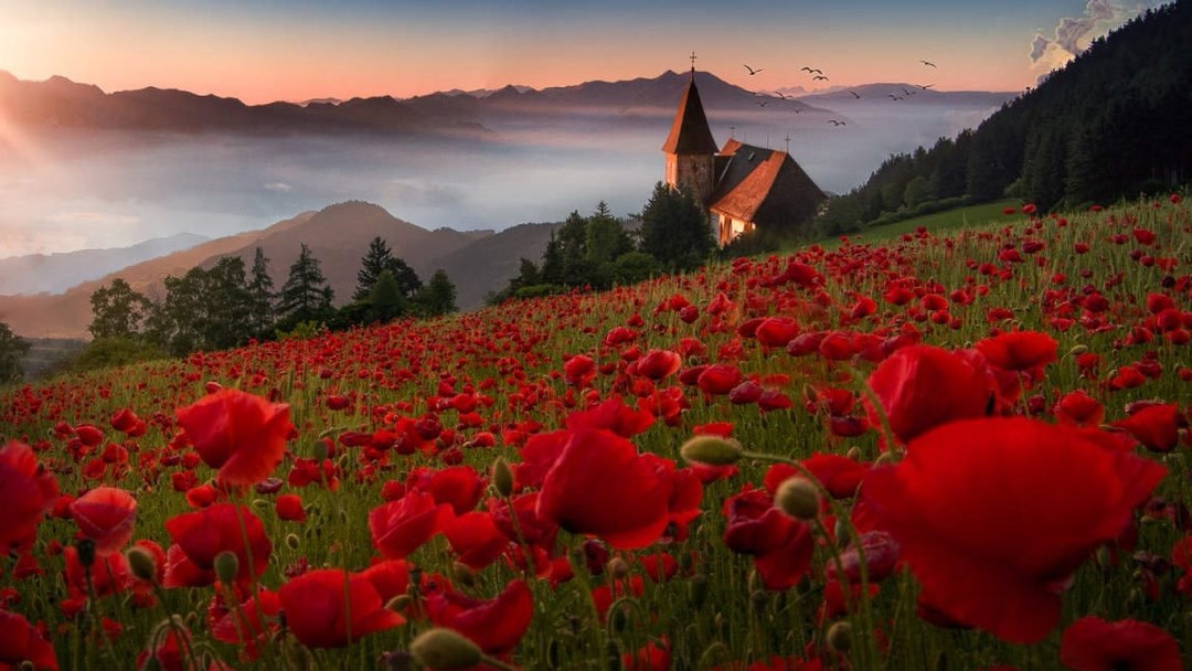 家政保洁 视频 资料服务 家电清洗 公司员工 施工护理 服务流程