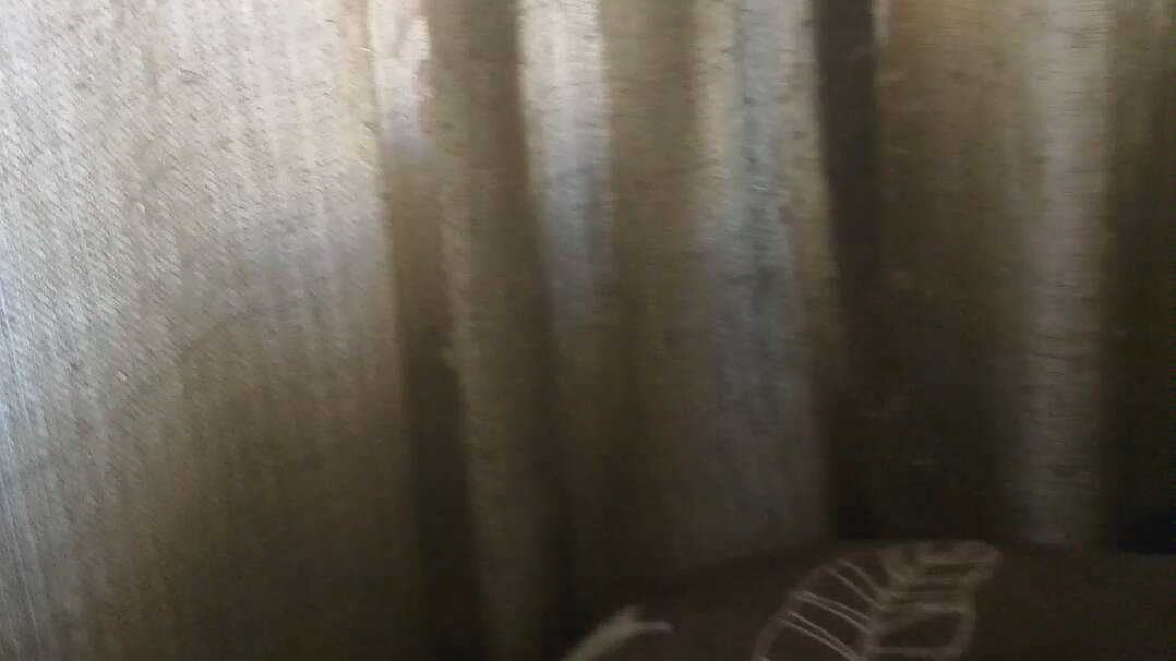 粘人的狸花猫二宝 不会叫你起床 但是只要起床拉窗帘 她就会立马奔向...