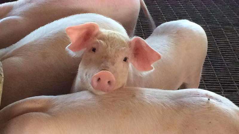 南北猪价齐跌,整体跌破6.5元/斤!