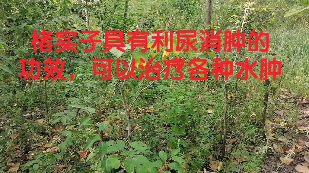 楮实子具有利尿消肿的功效，可以治疗各种水肿
