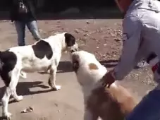 台州大山猛犬打斗视频之--詹姆斯 首次 与大型犬试口