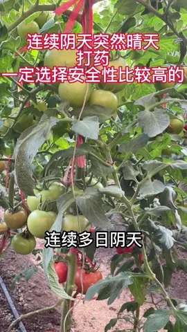 #助农 #农业种植 #分享农业知识帮农民增产增收 #三农 #关注我每天为...