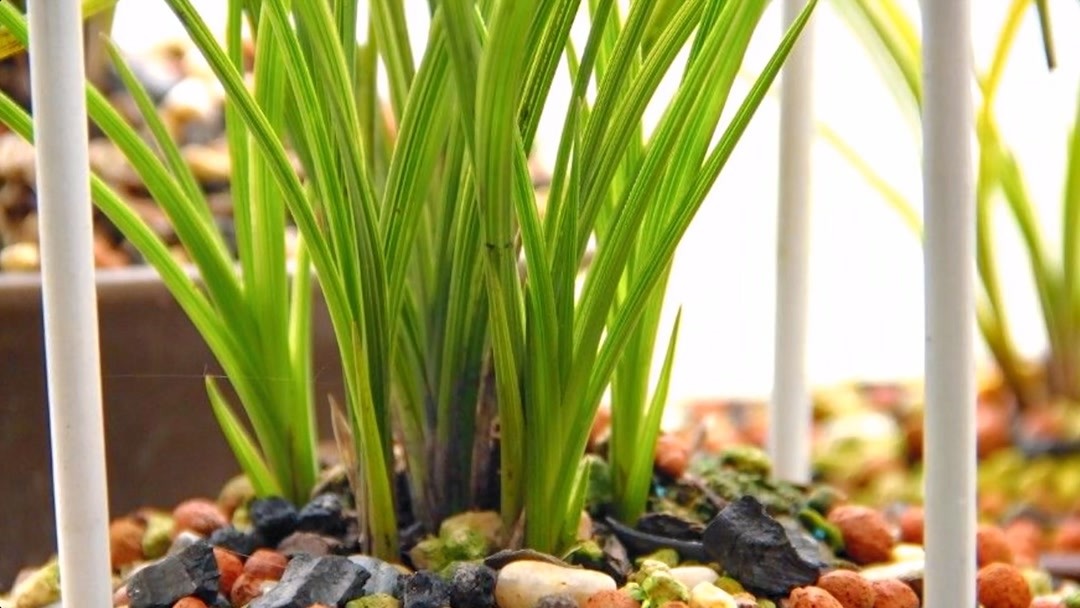 给兰花喷杀菌药,要牢记这1点,不然用多几次就没啥效果了