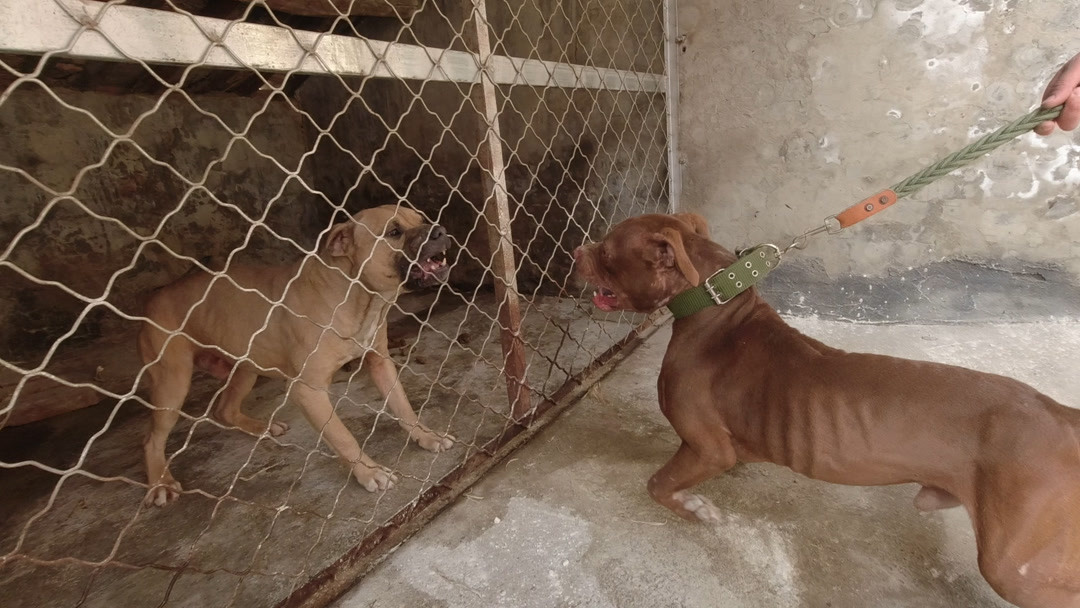 都说比特犬打架残忍,没想到金沙见到阿牛就示威,见面就开始掐架