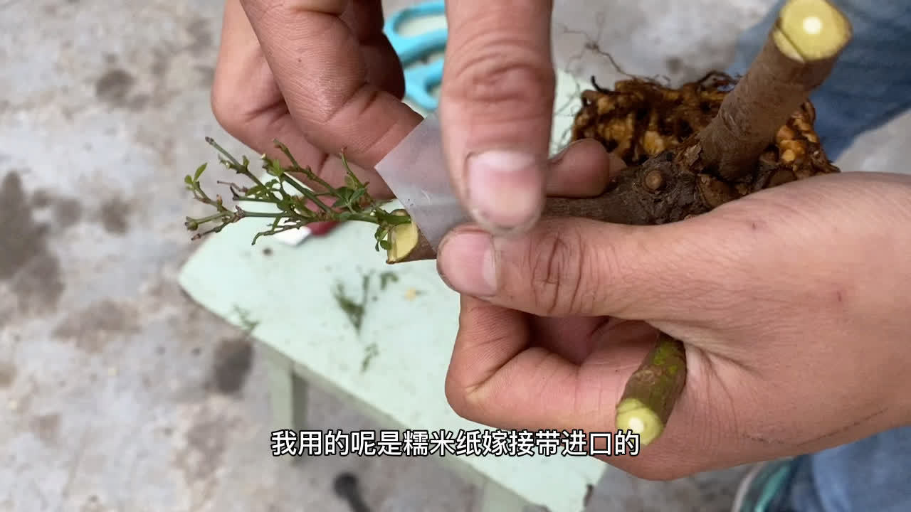 微月提根盆景嫁接教程来了,学会了只需半年花开爆满盆