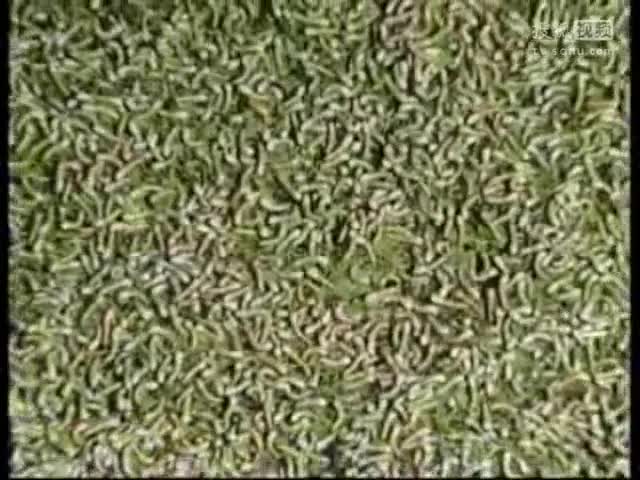 养蚕教程 养蚕视频教程