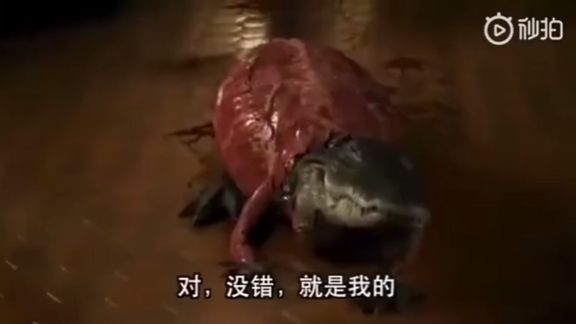 如果已经被做成皮包的珍稀动物还活着!很震撼的一个宣传片!