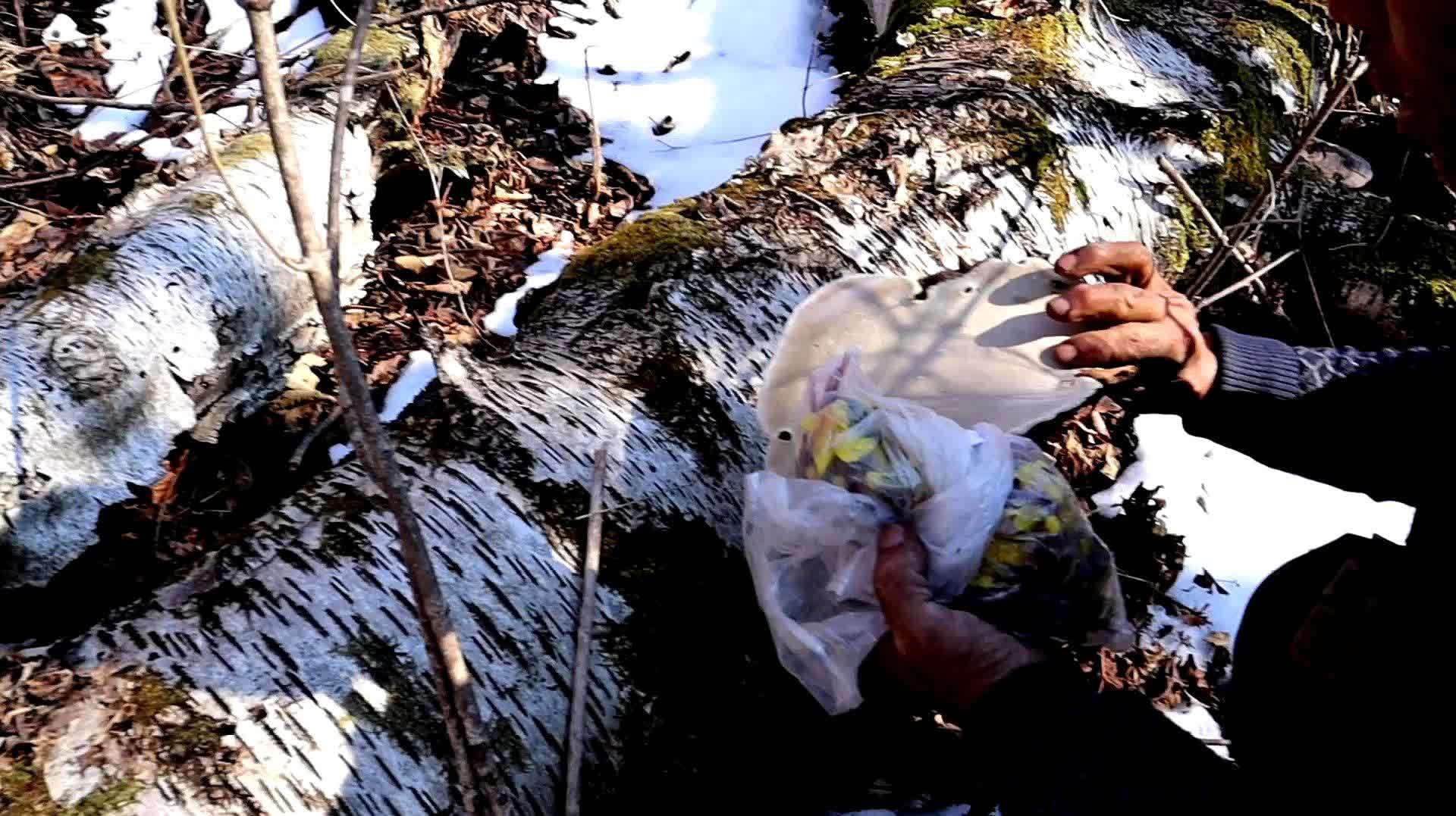 东北大山宝物多,这种灵芝长得大,药用和装饰价值都很不错