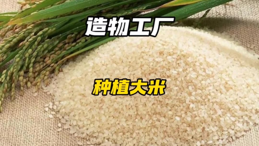 你知道天天都要吃的大米是如何种植出来的吗?#纪录片 #制作过程