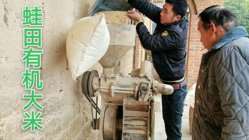 100多斤稻谷能出多少大米,家用小机器如何把水稻变成米的全过程