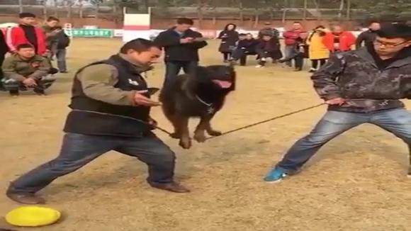 狗年看狗狗高难度杂技表演 简直开眼了!