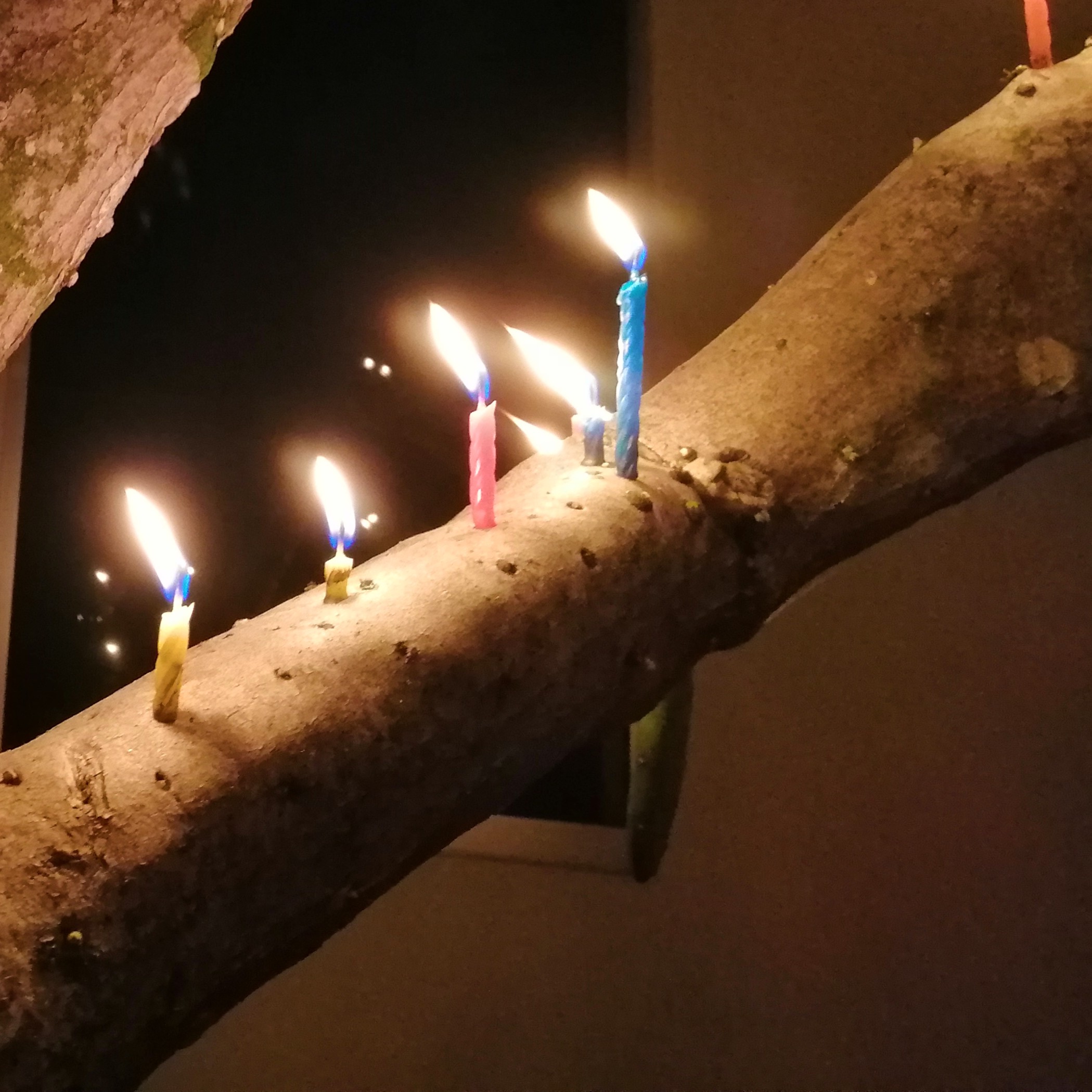 不臭的水晶蟹Crystal 