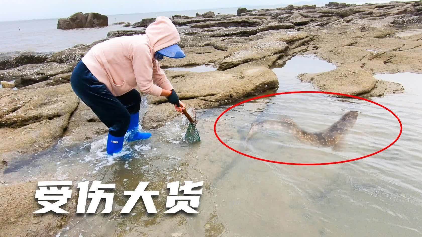 皮皮:大货受伤躲在水坑避难,皮皮以为白捡大便宜,看清后吓得赶紧扔了
