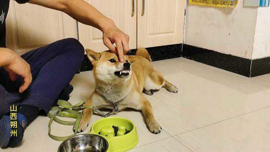 柴犬护食咬人纠正过程(二),如何给紧张的狗狗放松?
