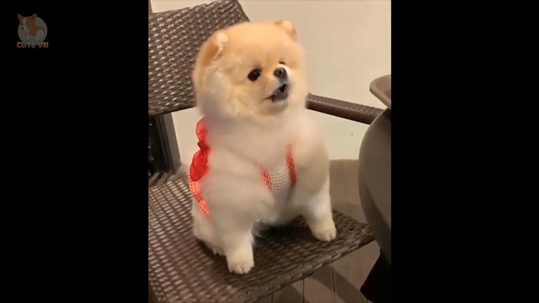 狗狗合集