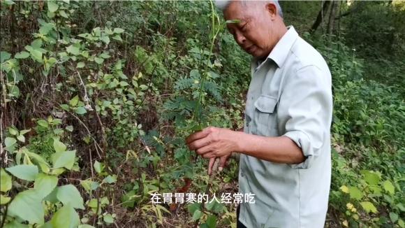 杏叶防风还有个古怪的名字--羊膻臭