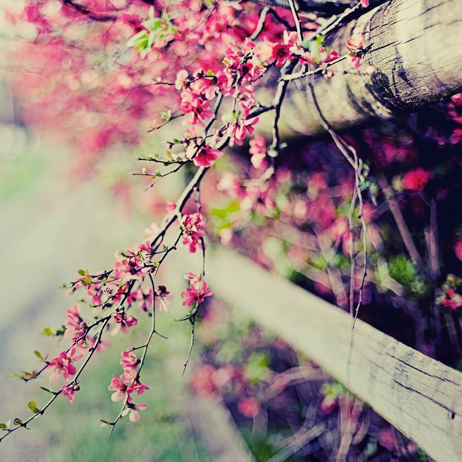 网域绿豆芽影评 