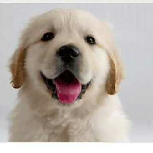 爱吃烧烤的饭桶 