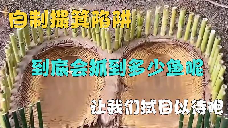 自制撮箕陷阱!到底会抓到多少鱼呢,让我们拭目以待吧