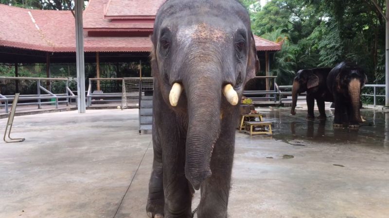 大象表演,这头大象真坏,专门攻击游客重要部位哈哈哈