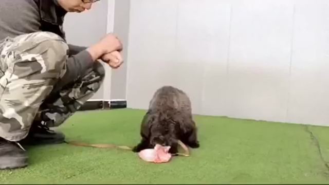 纠正狗狗护食咬人,让我们认真看视频的轻微动作