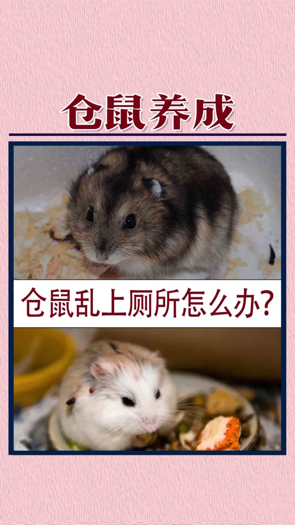 仓鼠乱上厕所该怎么办?