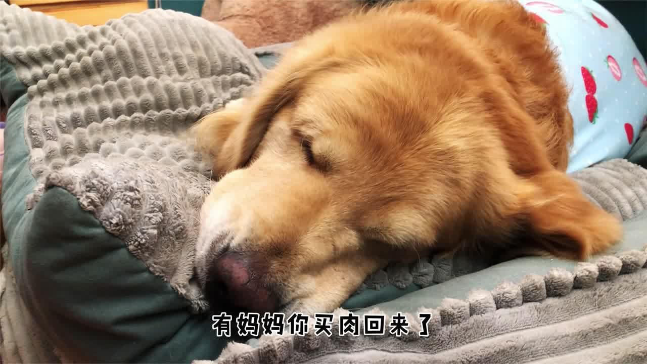 铲屎的打扰小狗睡觉,小狗点餐要吃烤全羊,铲屎的无语太搞笑