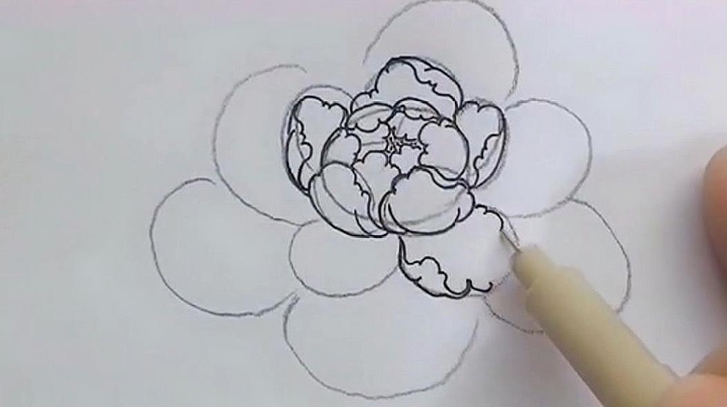 铅笔简笔画教学,简单几笔画出牡丹花,赶紧来学一下吧!
