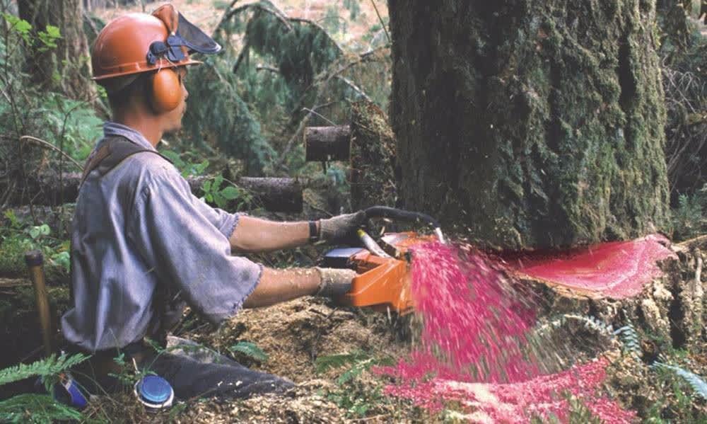 世界上真有会流血的树吗?它究竟是什么植物,说出来你都不信