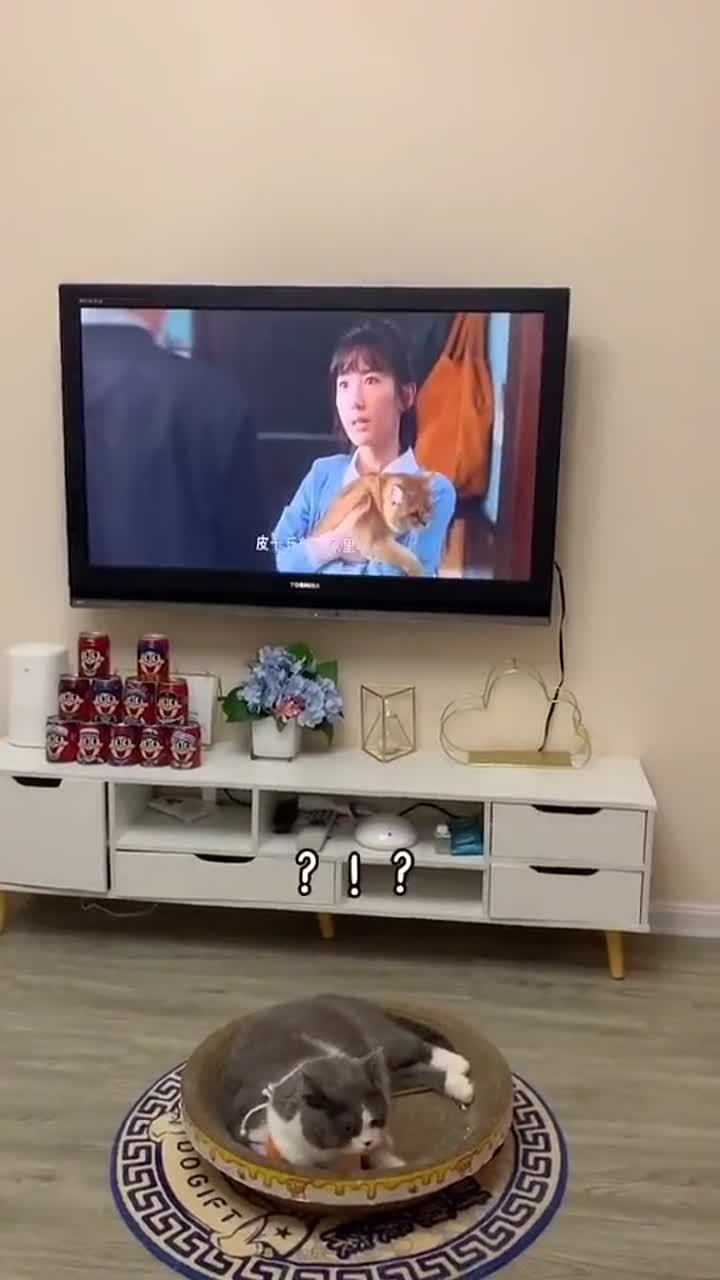 小夫撞脸皮卡丘,我家猫居然背着我拍电视剧了?!感谢大家对我的关注和...