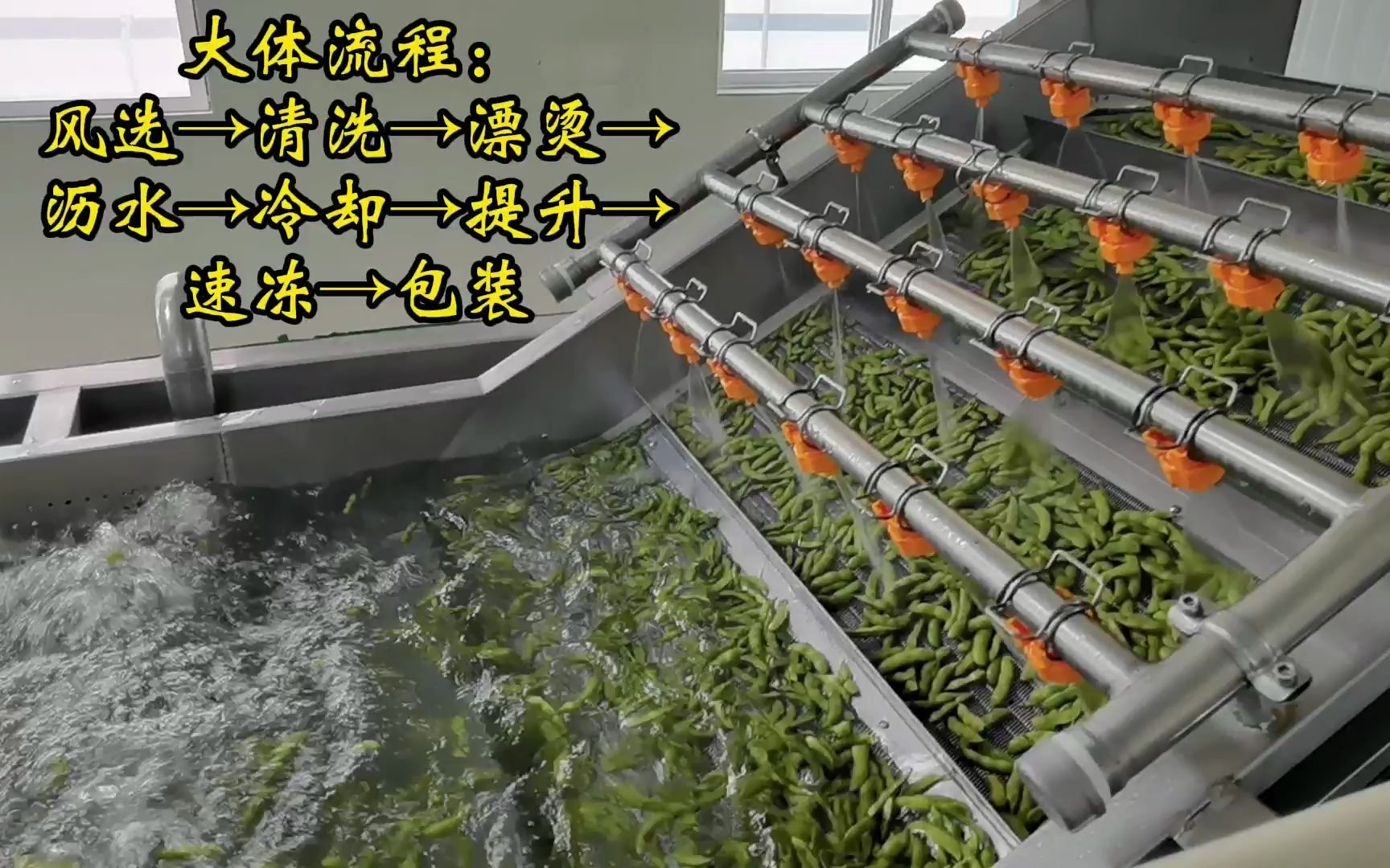 诚达毛豆漂烫机设备、毛豆风选去杂质设备新进展