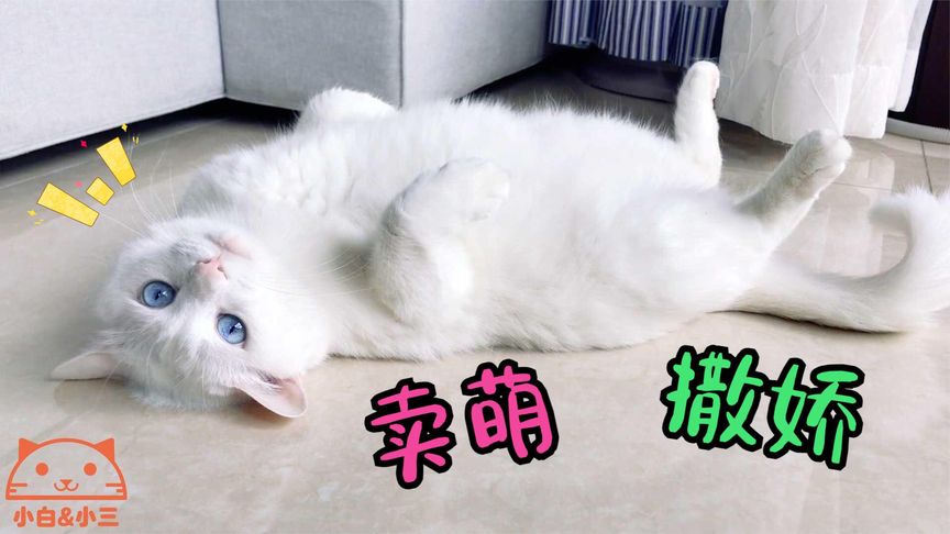 爱撒娇卖萌的猫让人欲罢不能,喵星人太惹人爱了