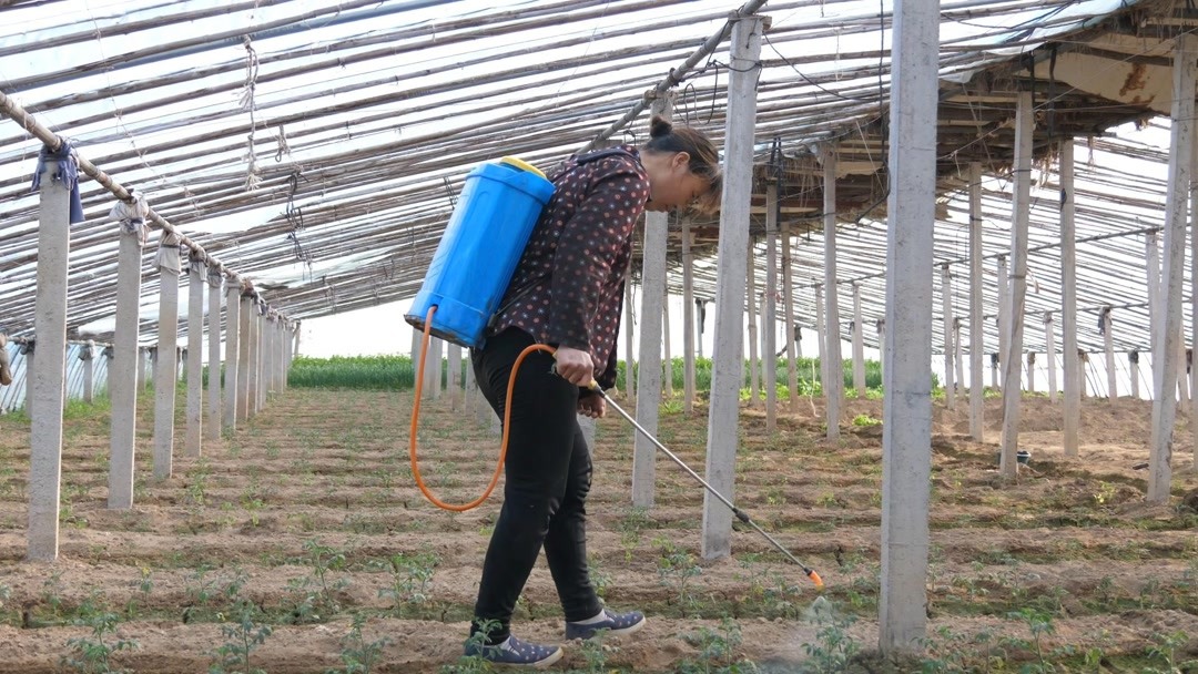 夏季种番茄,喷洒糖液少不了,一桶水用多少量最好?可不是1两