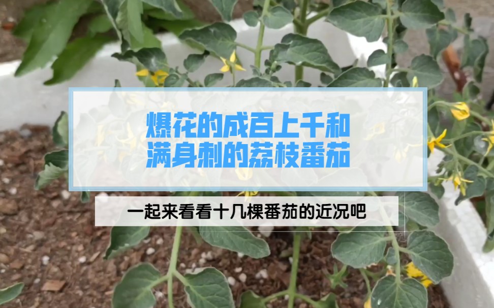 番茄日常4-从播种到开花结果的种植体验和养护过程。花园桃,h34,成百...