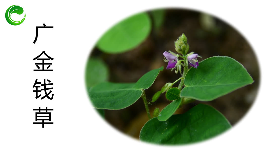 广金钱草 性凉味甘淡 有利湿退黄利尿通淋的功效