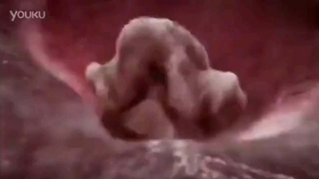 胎宝宝在妈妈肚子里十个月是这样度过的,3D视频你看懂了吗