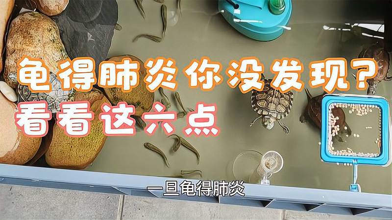 六点讲解龟肺炎,乌龟生病这样治疗