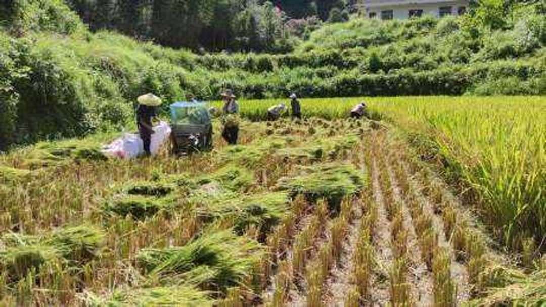 农村收割稻谷,基本还处于原始的收割方式,不过这里有淳朴的民风