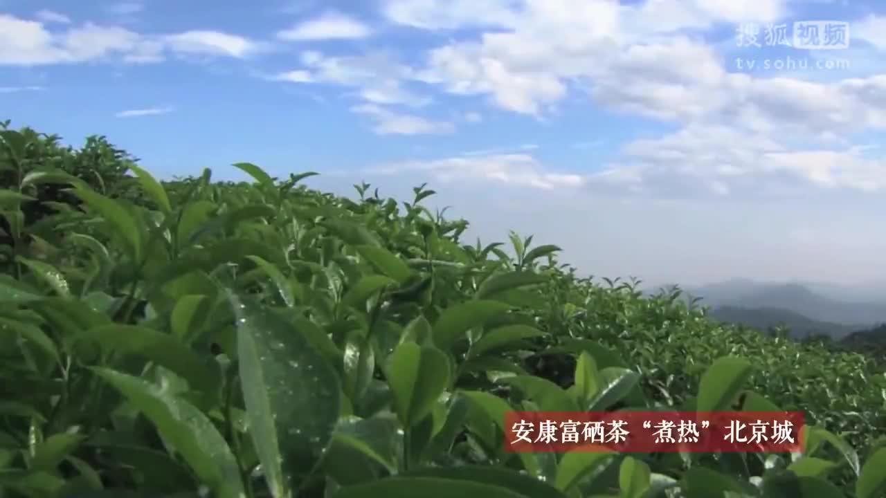 安康富硒茶“煮热”北京城
