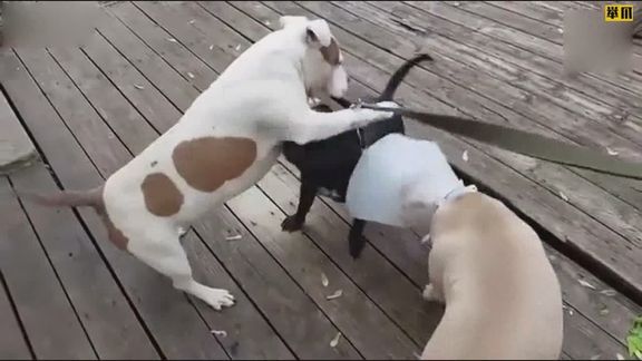 比特犬vs斯坦福梗犬 没看人家打架呢旁边的小太阳瞎晃悠啥呢