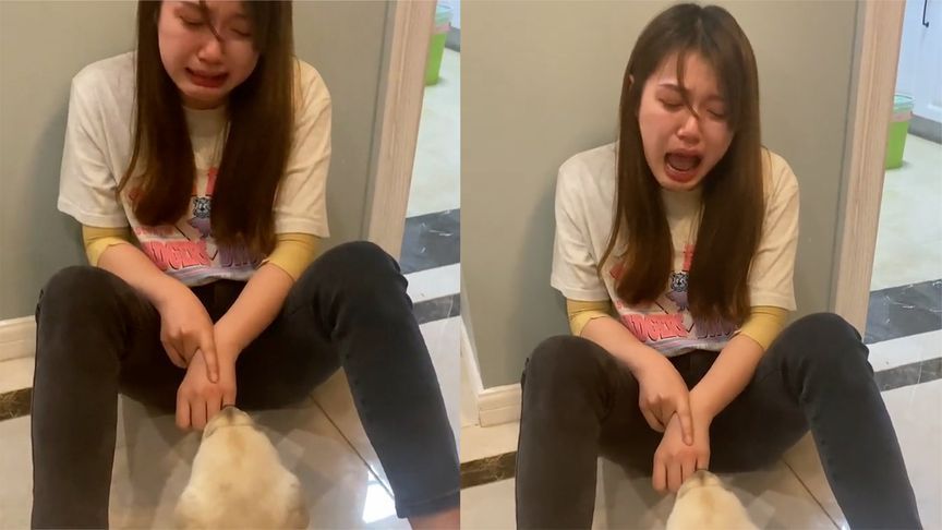 女生被狗咬后坐地抽泣,两眼通红讲起人生哲理,狗狗反应逗乐众人