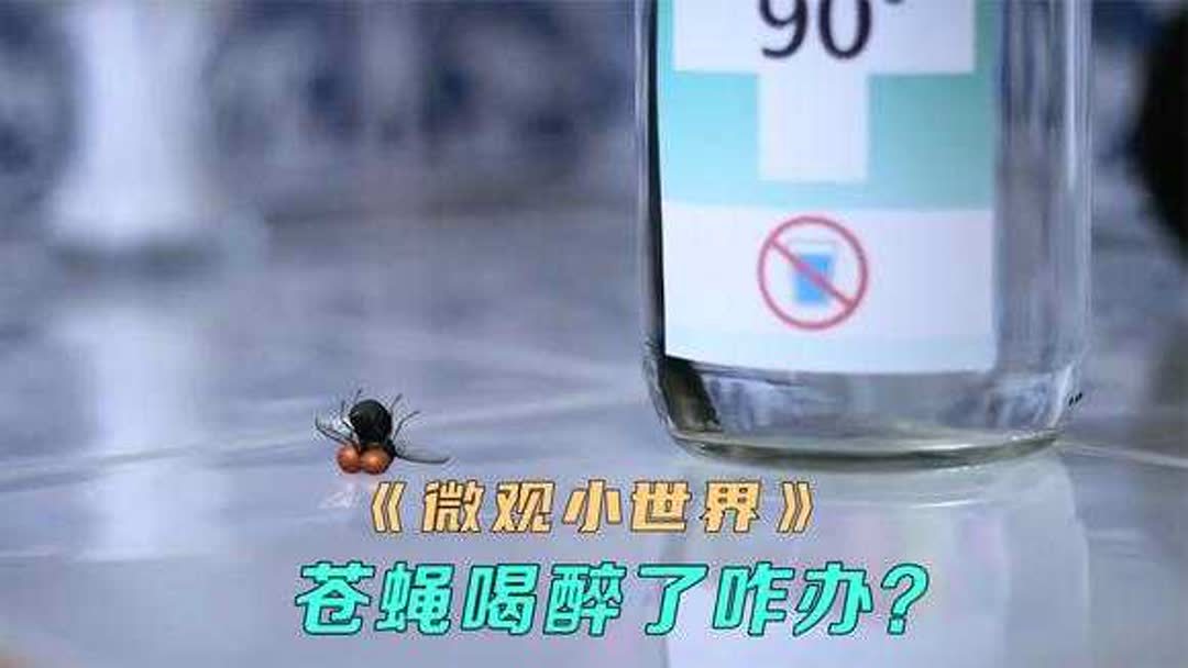 这只苍蝇失了恋,90度的酒精猛吸好几口,短片《微观小世界》